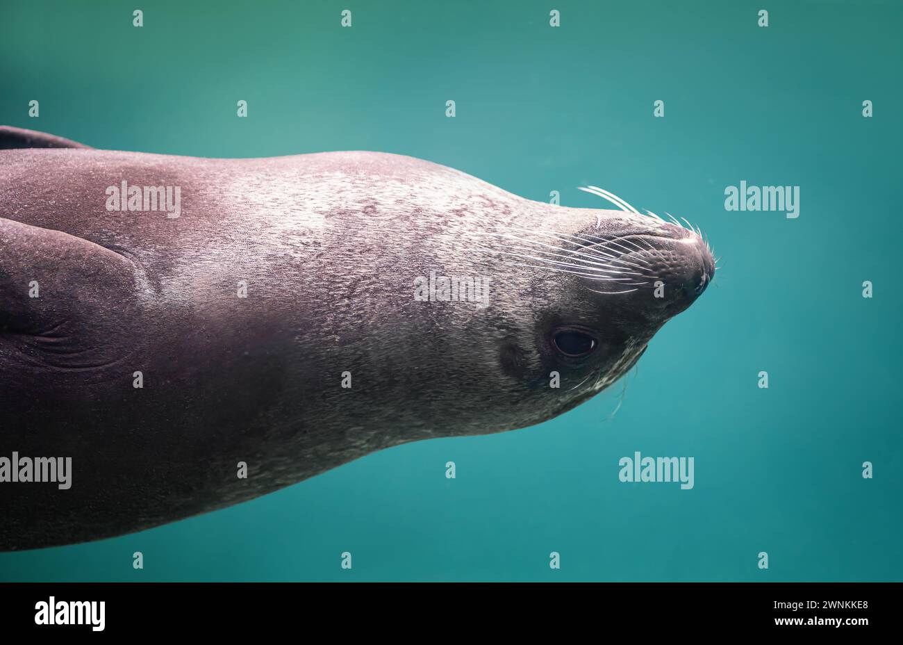 Phoque commun ou phoque commun phoca vitulina Banque de photographies ...