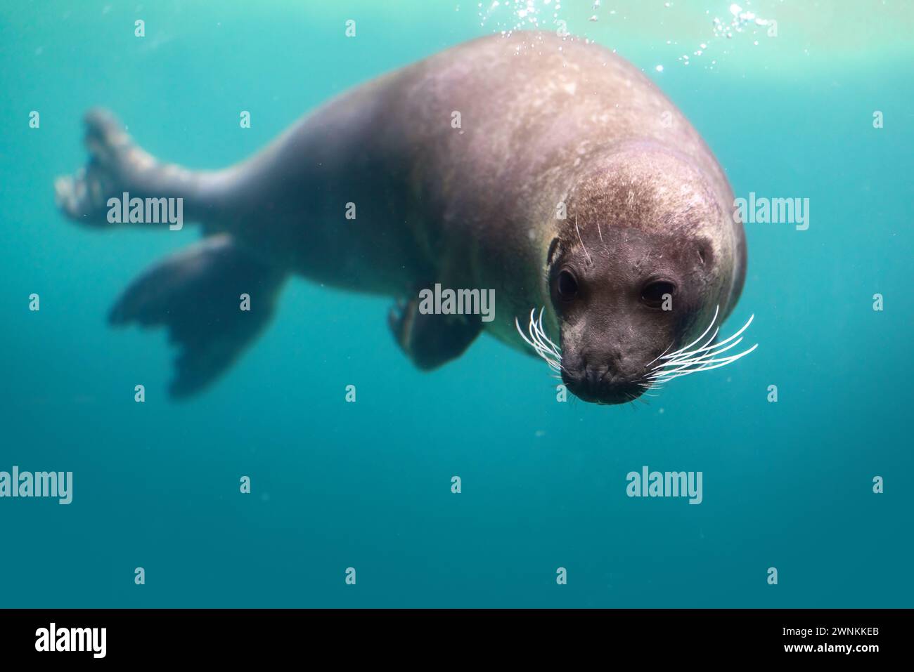 Phoque commun ou phoque commun phoca vitulina Banque de photographies ...