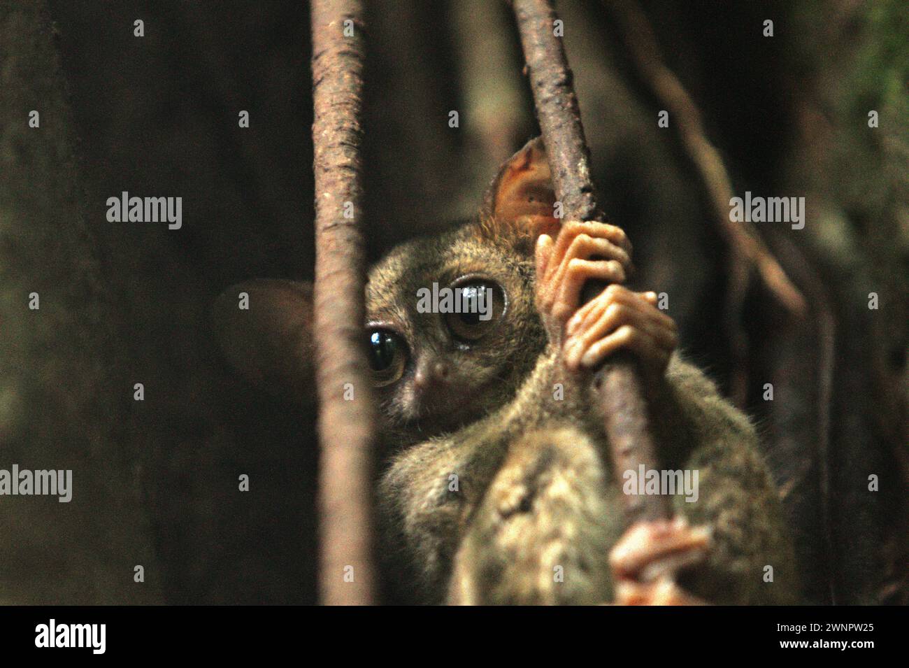 Tarsier spectral (Tarsius spectrumgurskyae) dans la réserve naturelle ...