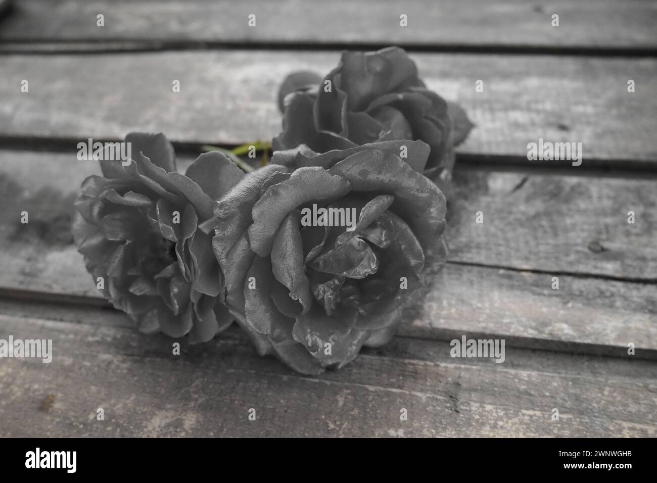 Fond de deuil Banque de photographies et d’images à haute résolution ...