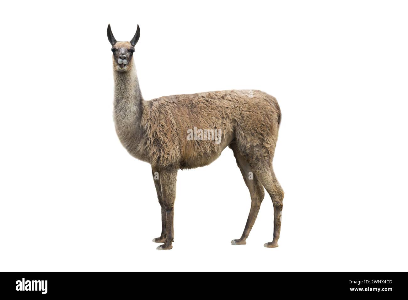 Lama sauvage Banque d'images détourées - Alamy