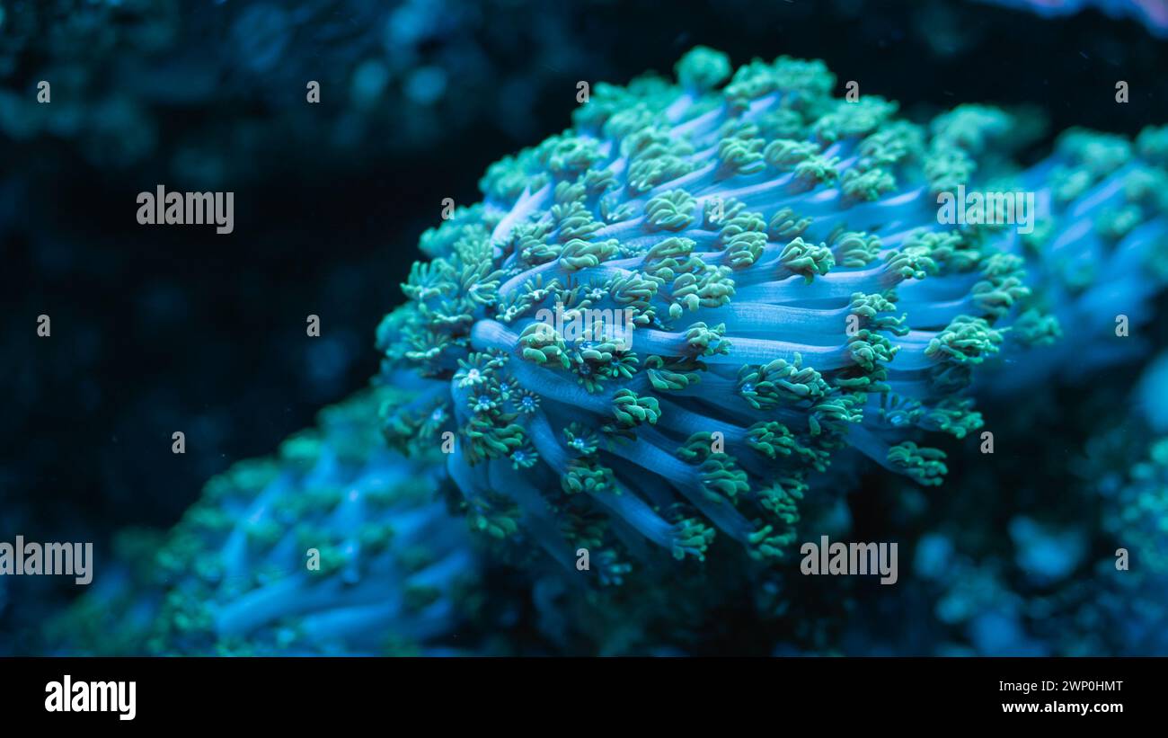 Corail bleu Banque de photographies et d’images à haute résolution - Alamy