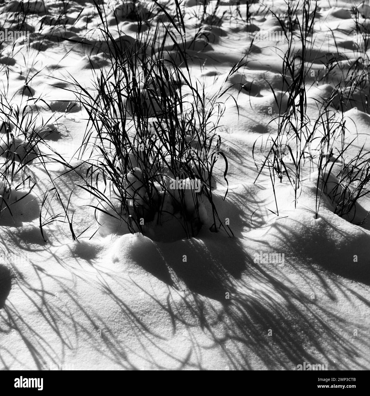 Environnement vierge Banque d'images noir et blanc - Alamy