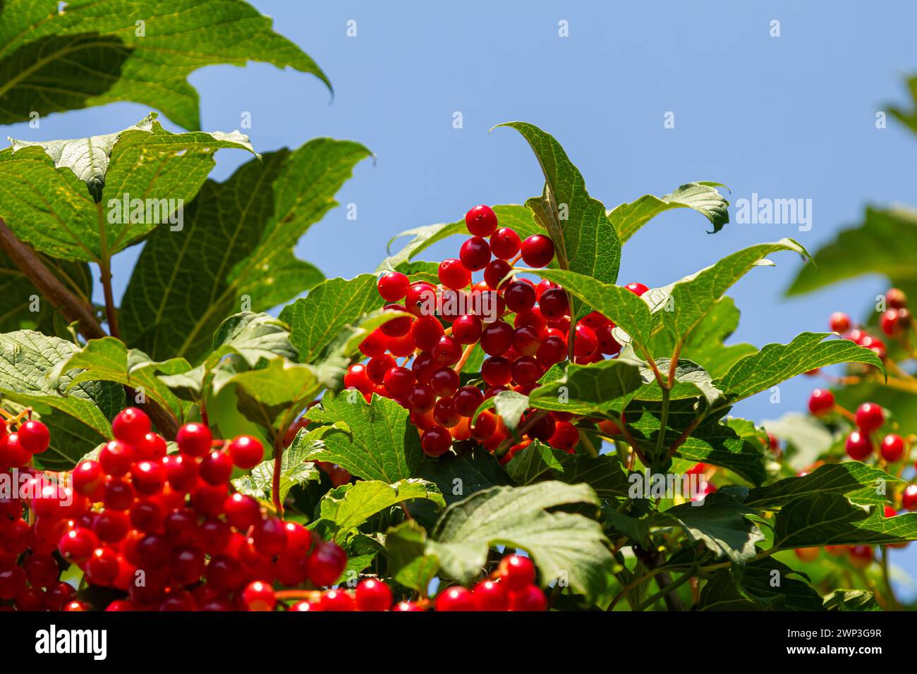 Gros plan de beaux fruits rouges de viburnum vulgaris. Guelder rose ...