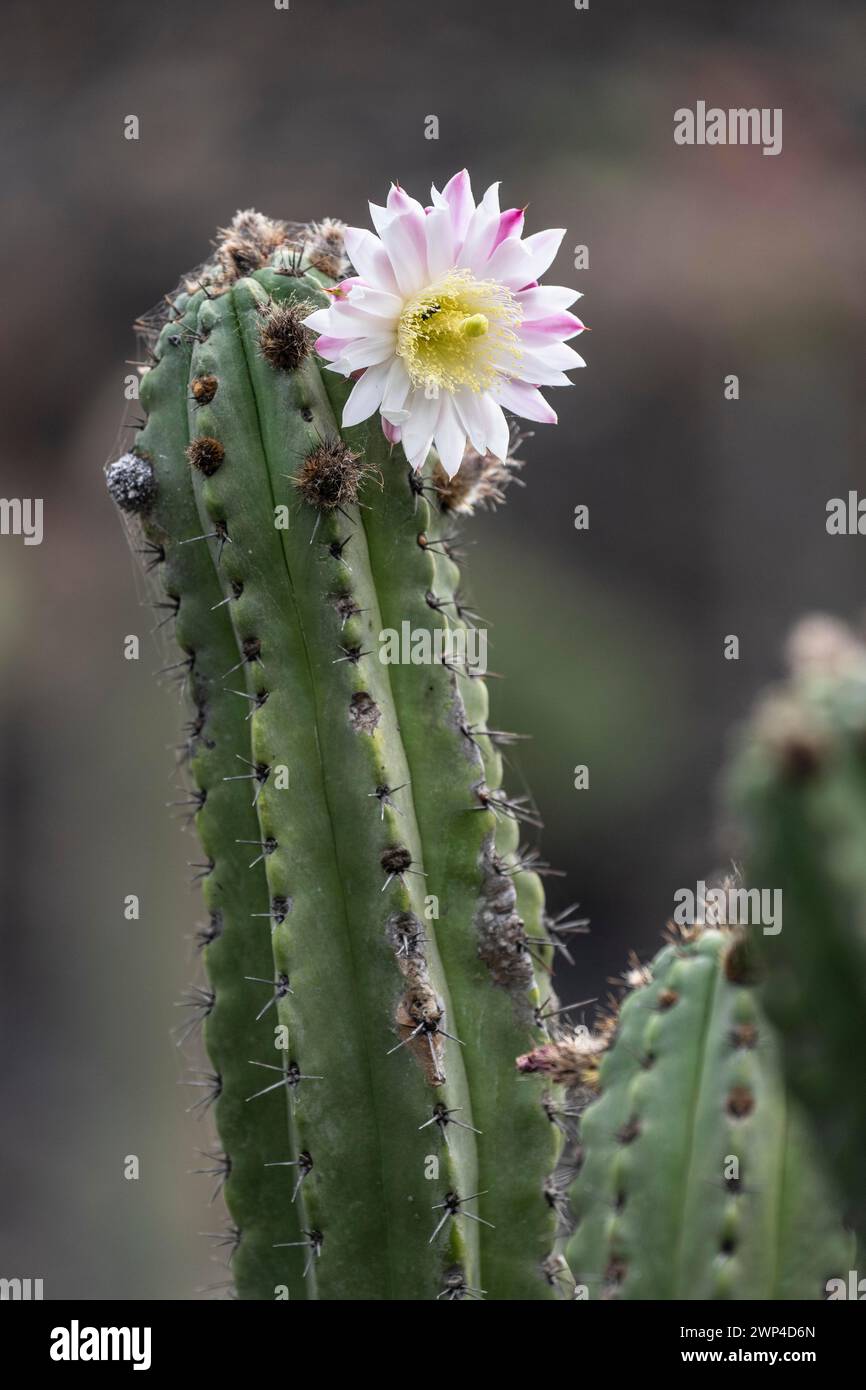Cactus des îles canaries Banque de photographies et d’images à haute ...