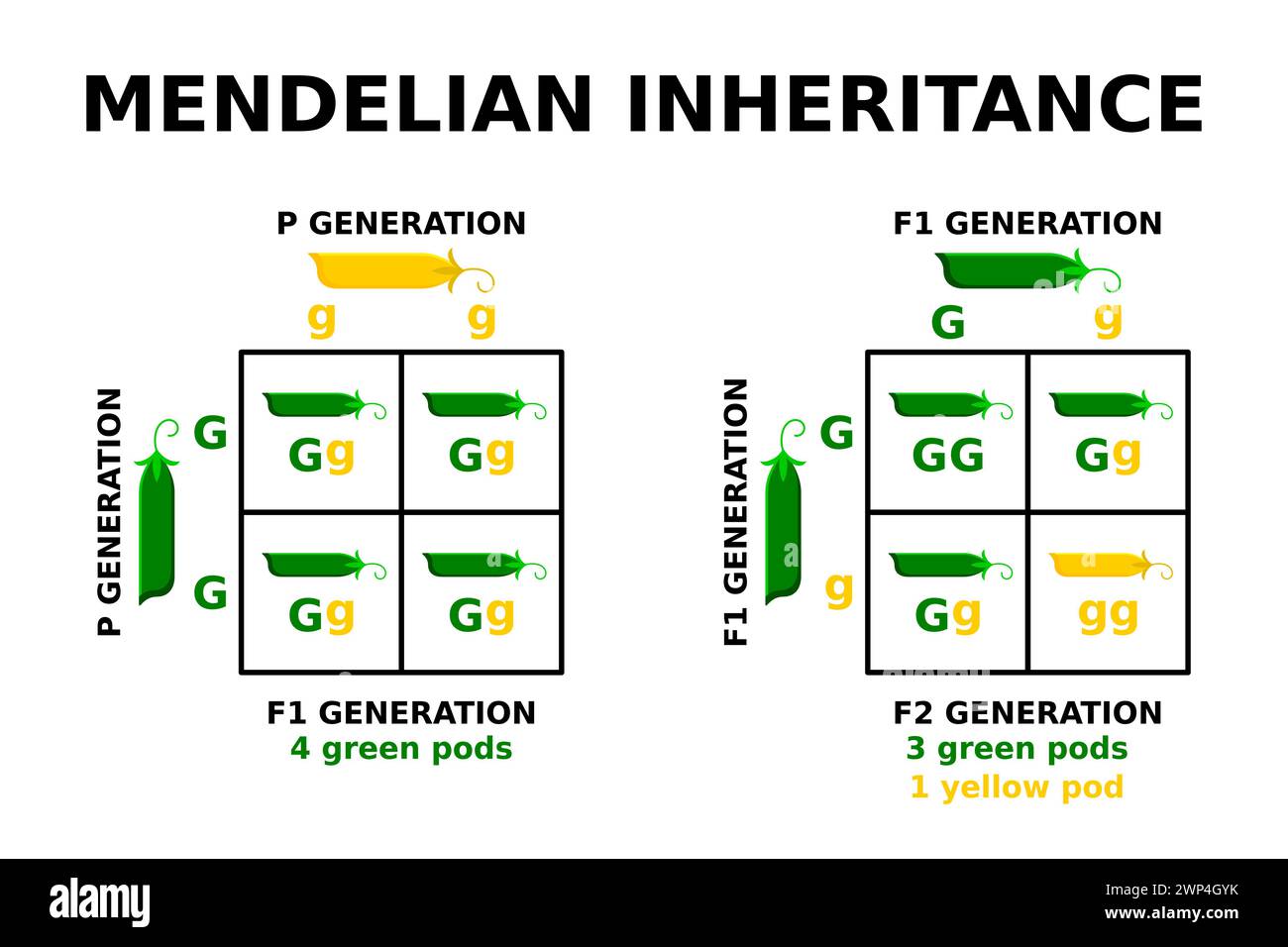 Héritage mendélien. Punnett Square. Croisement génétique avec des génotypes connus. Principes de ...