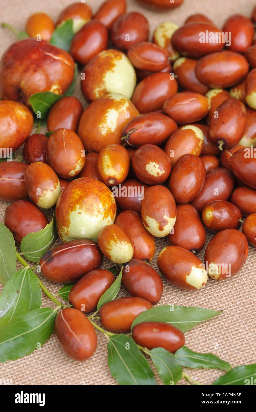 Ziziphus jujuba meimizao Banque de photographies et d’images à haute ...