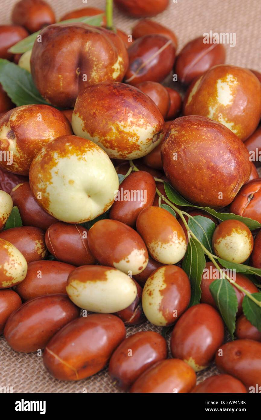 Ziziphus jujuba meimizao Banque de photographies et d’images à haute ...