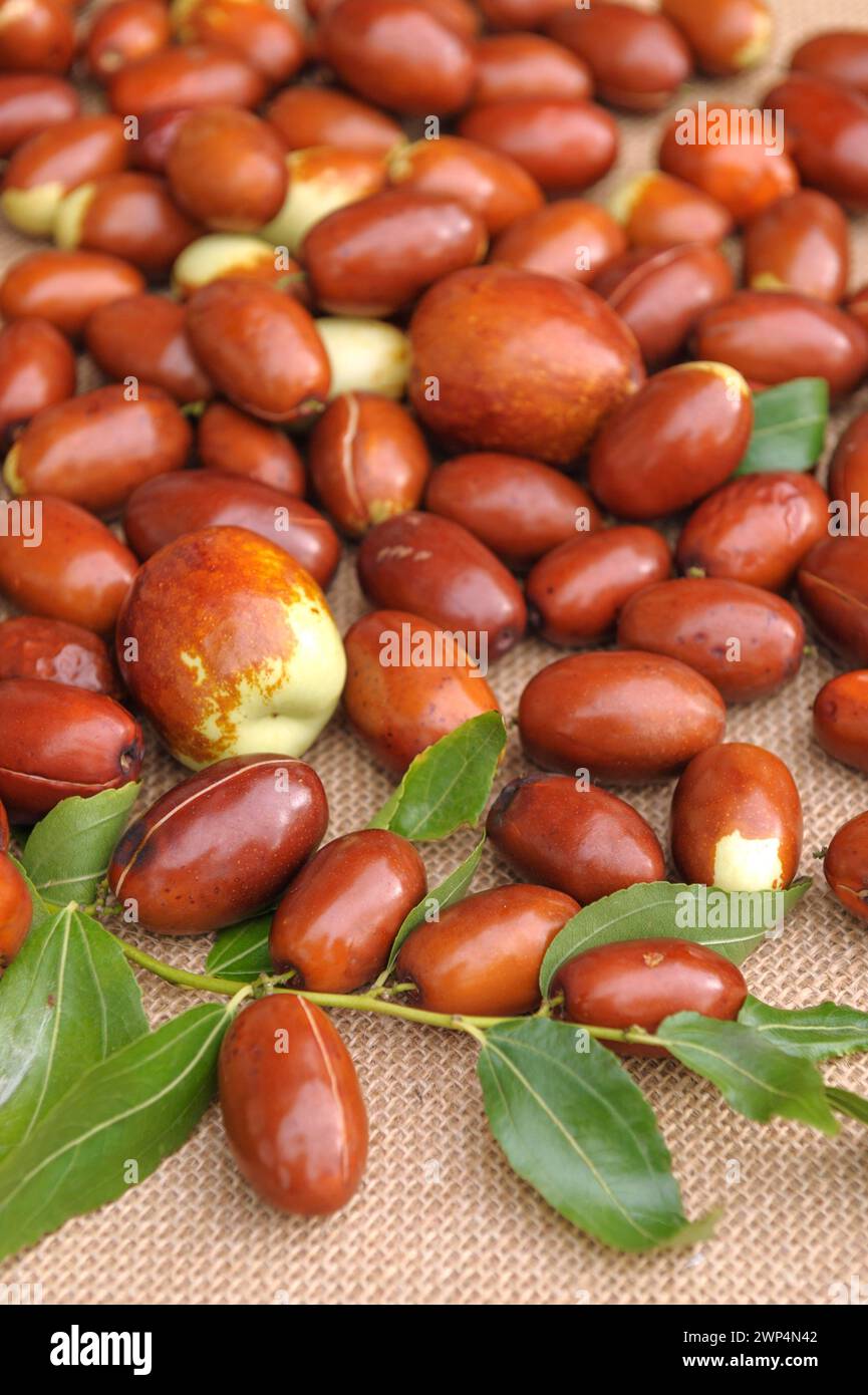 Ziziphus jujuba meimizao Banque de photographies et d’images à haute ...