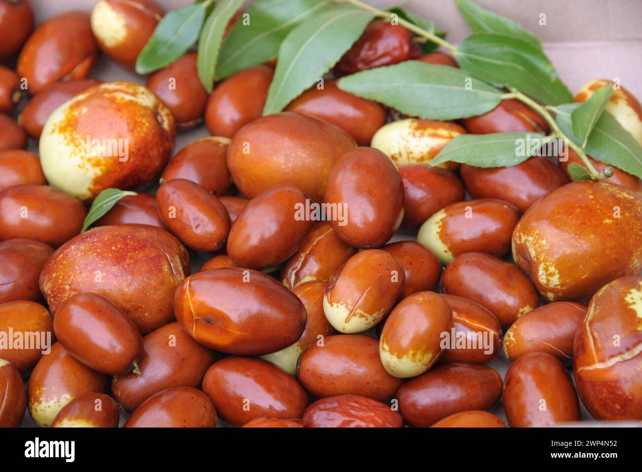 Ziziphus jujuba meimizao Banque de photographies et d’images à haute ...