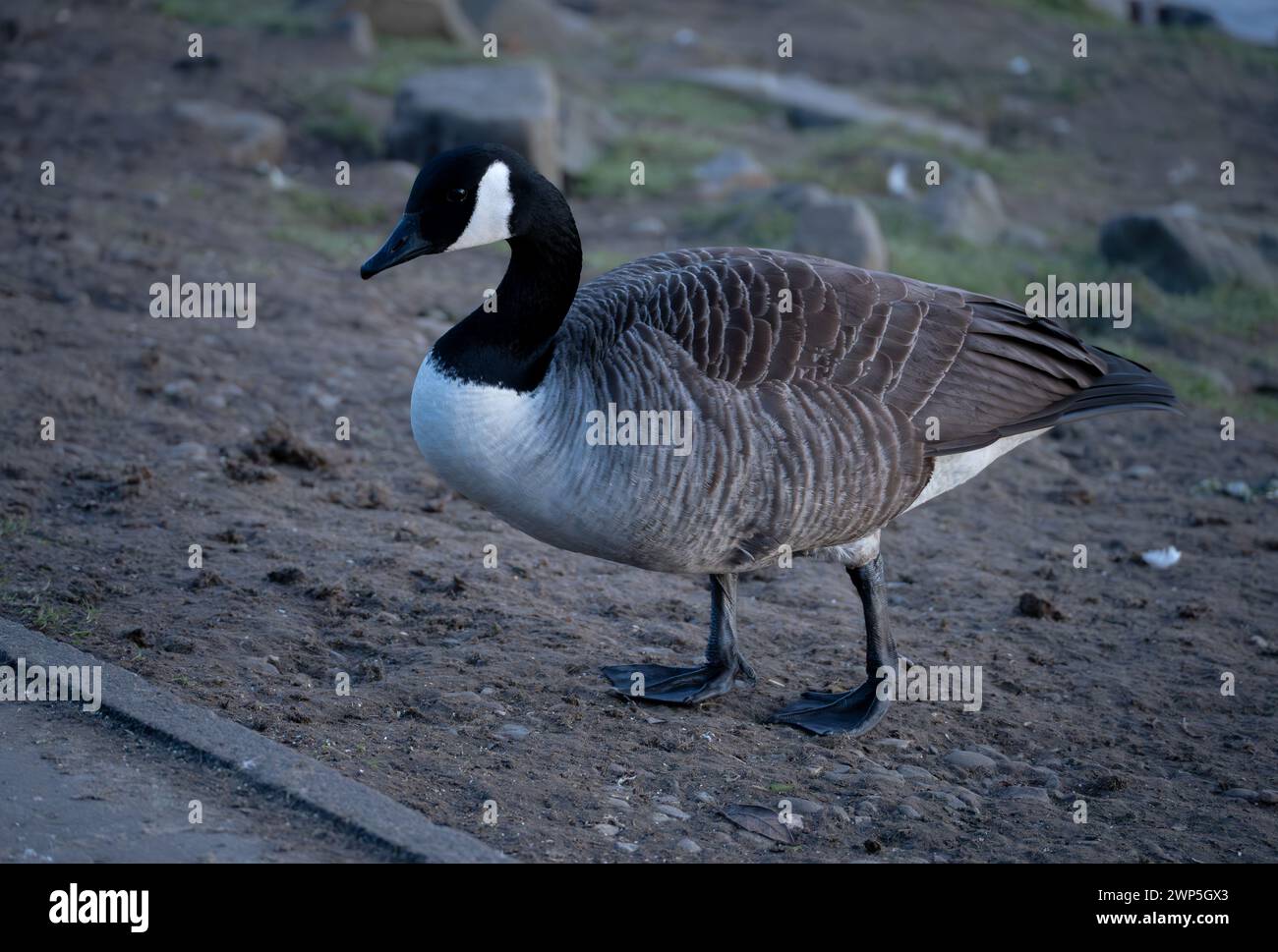 Canadian goose Banque de photographies et d’images à haute résolution ...