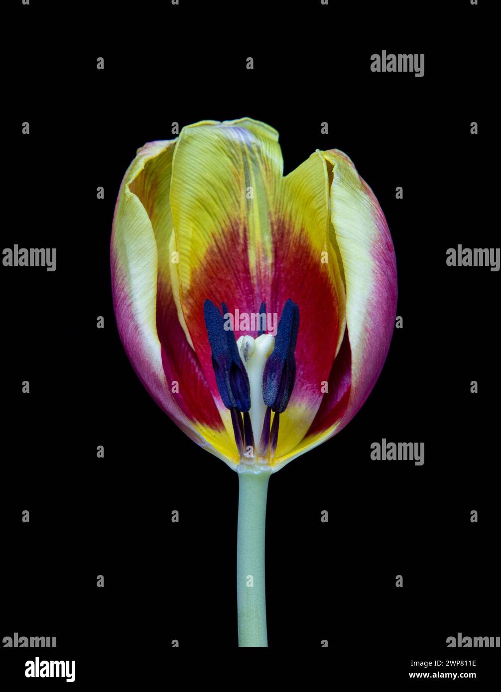 Anatomie florale Banque de photographies et d’images à haute résolution ...