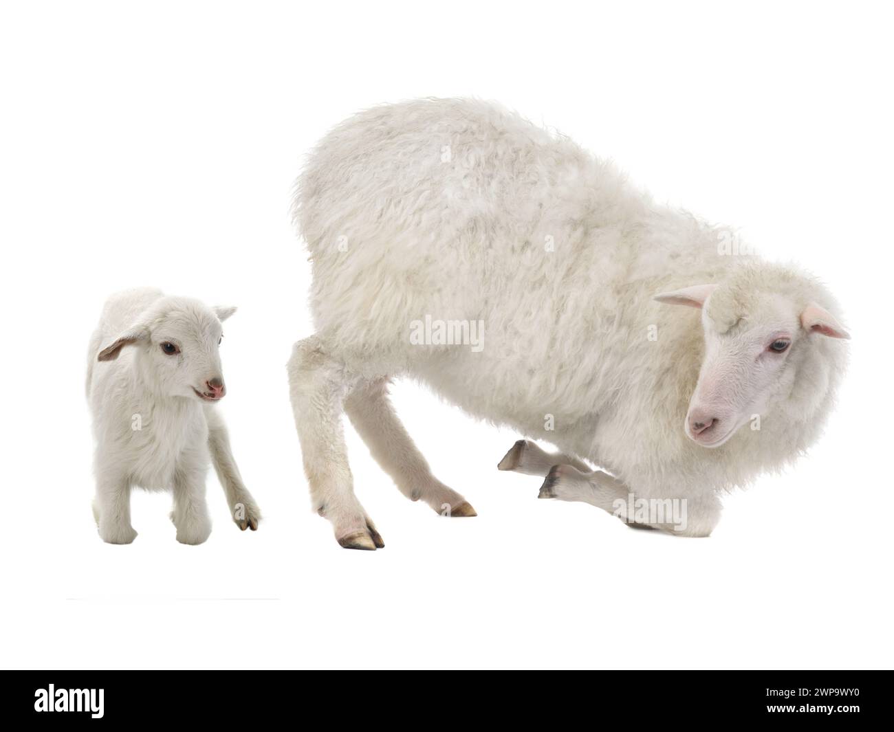 Mouton femelle Banque d'images détourées - Alamy