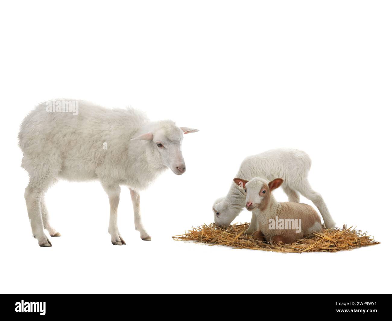 Mouton femelle Banque d'images détourées - Alamy