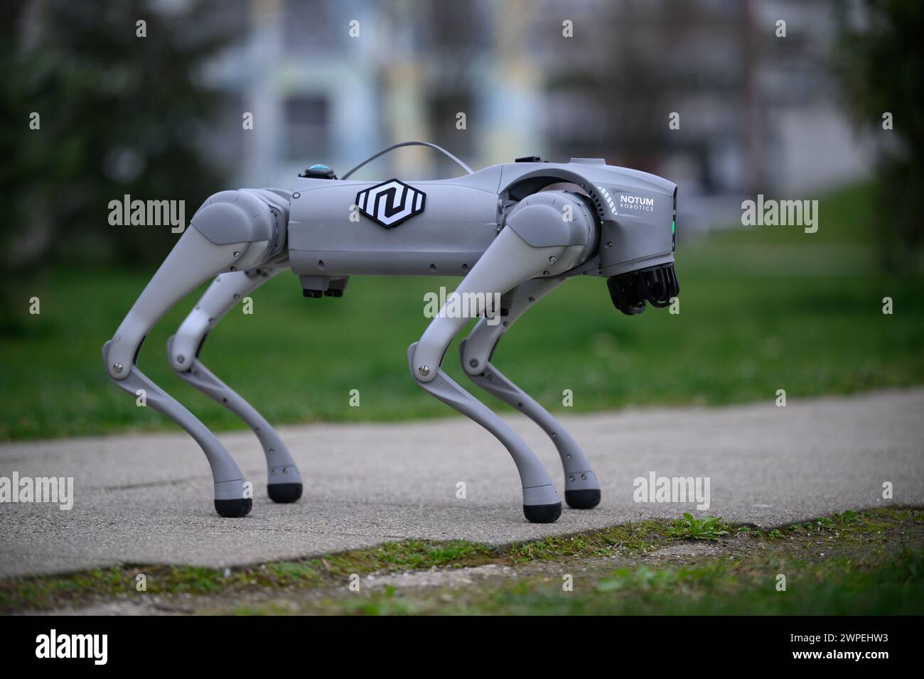 Chien robot appartenant à Milan Rajcevic, propriétaire et directeur de ...