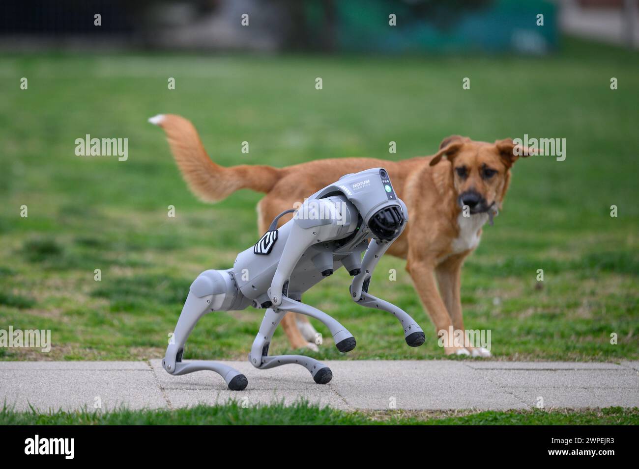 Chien robot appartenant à Milan Rajcevic, propriétaire et directeur de ...
