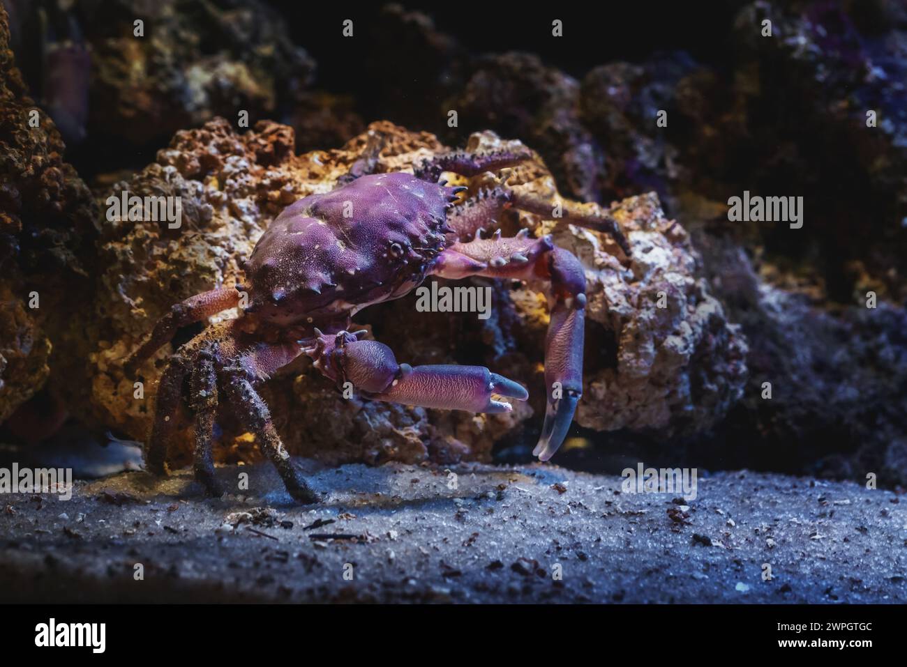 Clinging crab Banque de photographies et d’images à haute résolution ...