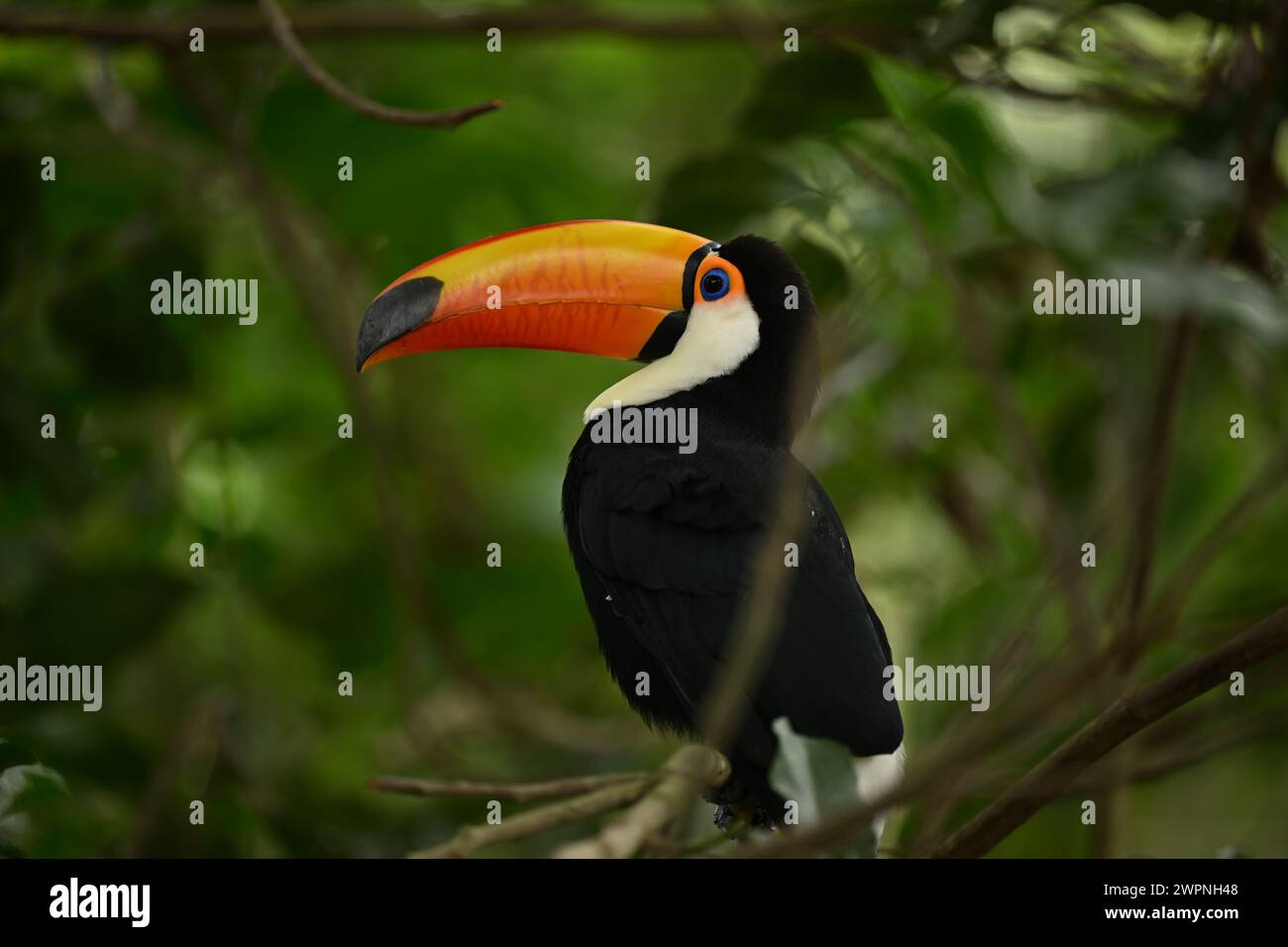 Arbre exotique noir et blanc Banque de photographies et d’images à ...