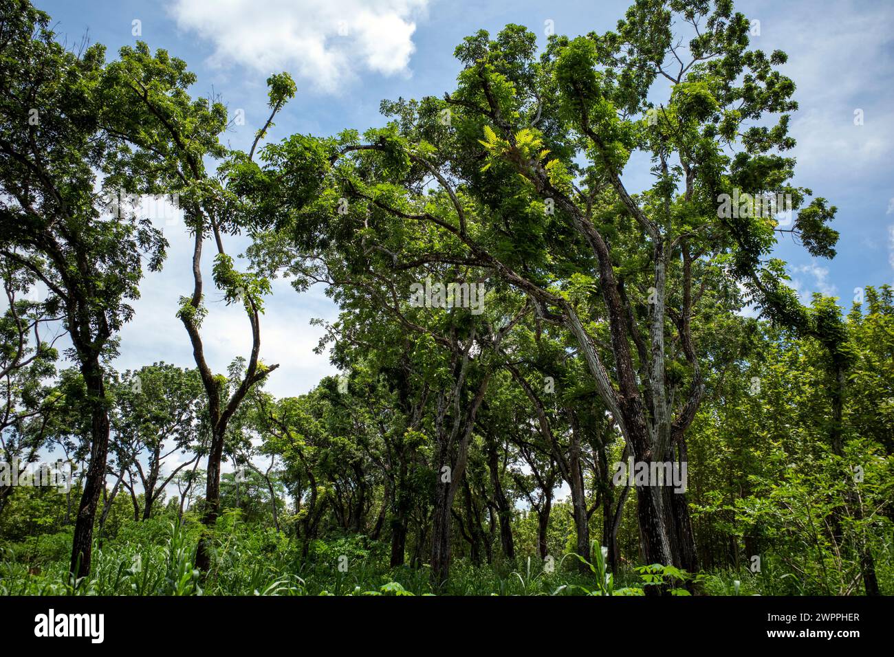 Arbre d'acajou, forêt de Swietenia macrophylla à Gunung Kidul ...