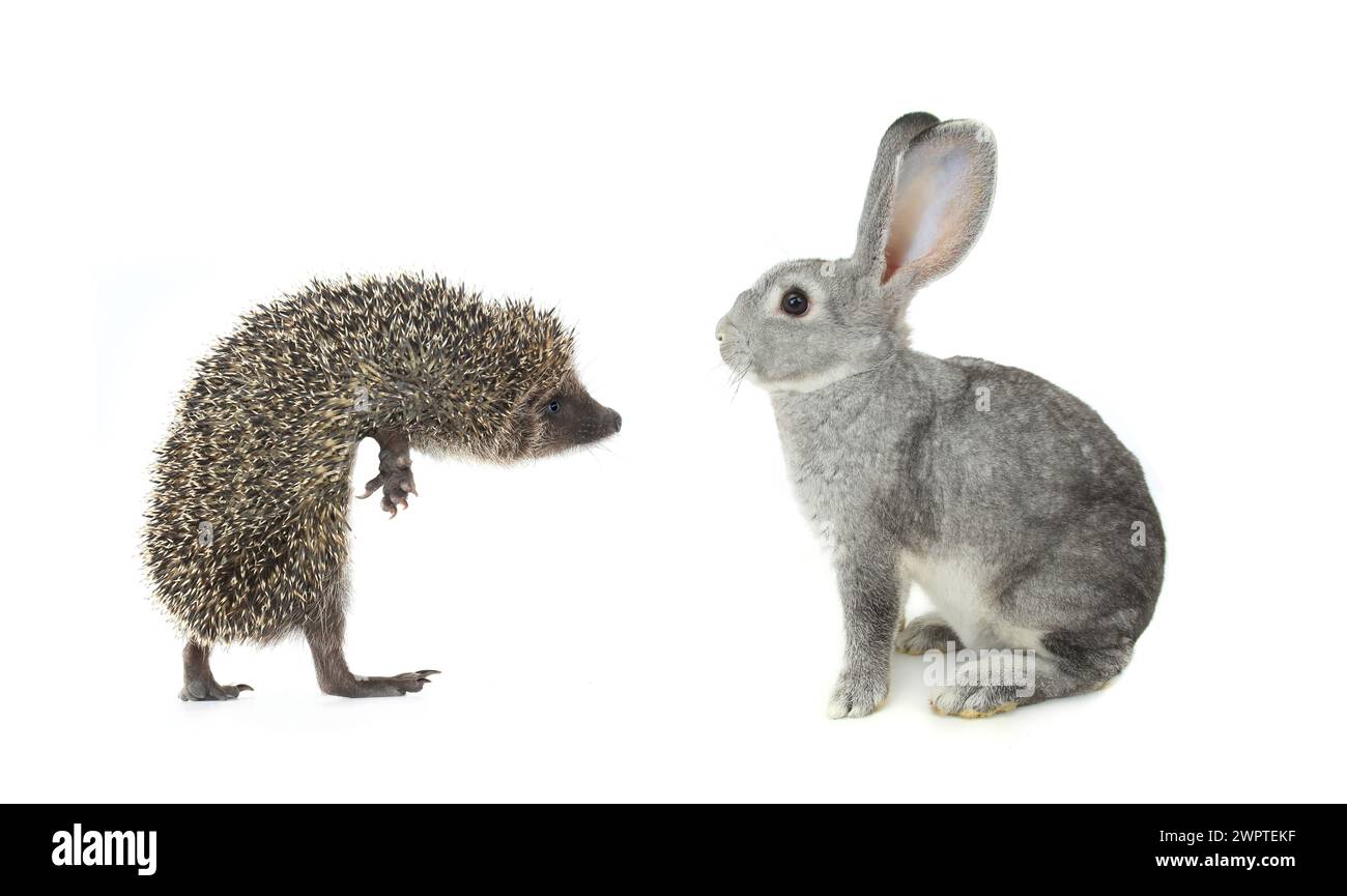 Petit hérisson isolé sur fond blanc Banque de photographies et d’images ...