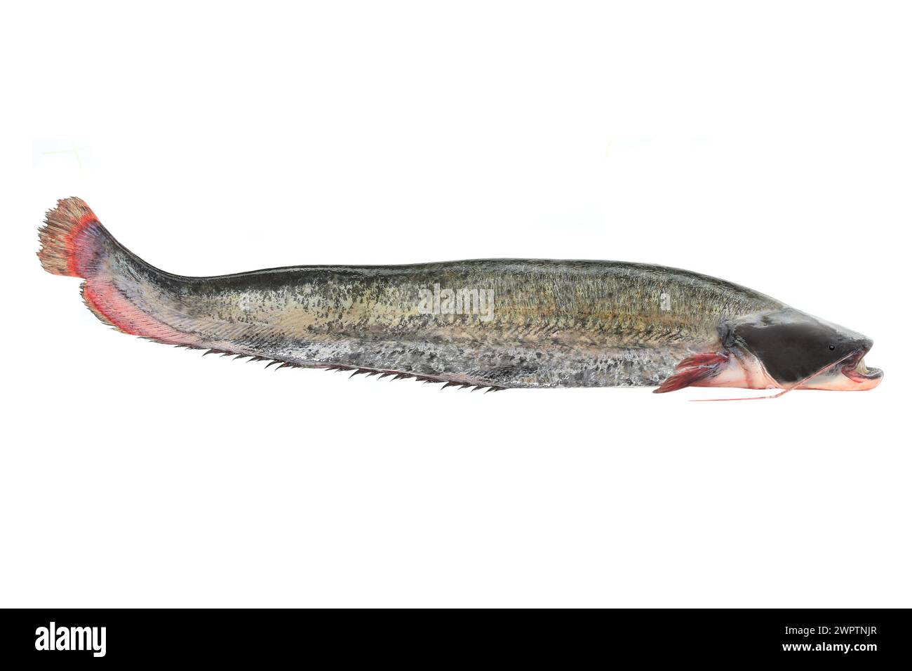 Escala de humedad Banque d'images détourées - Alamy