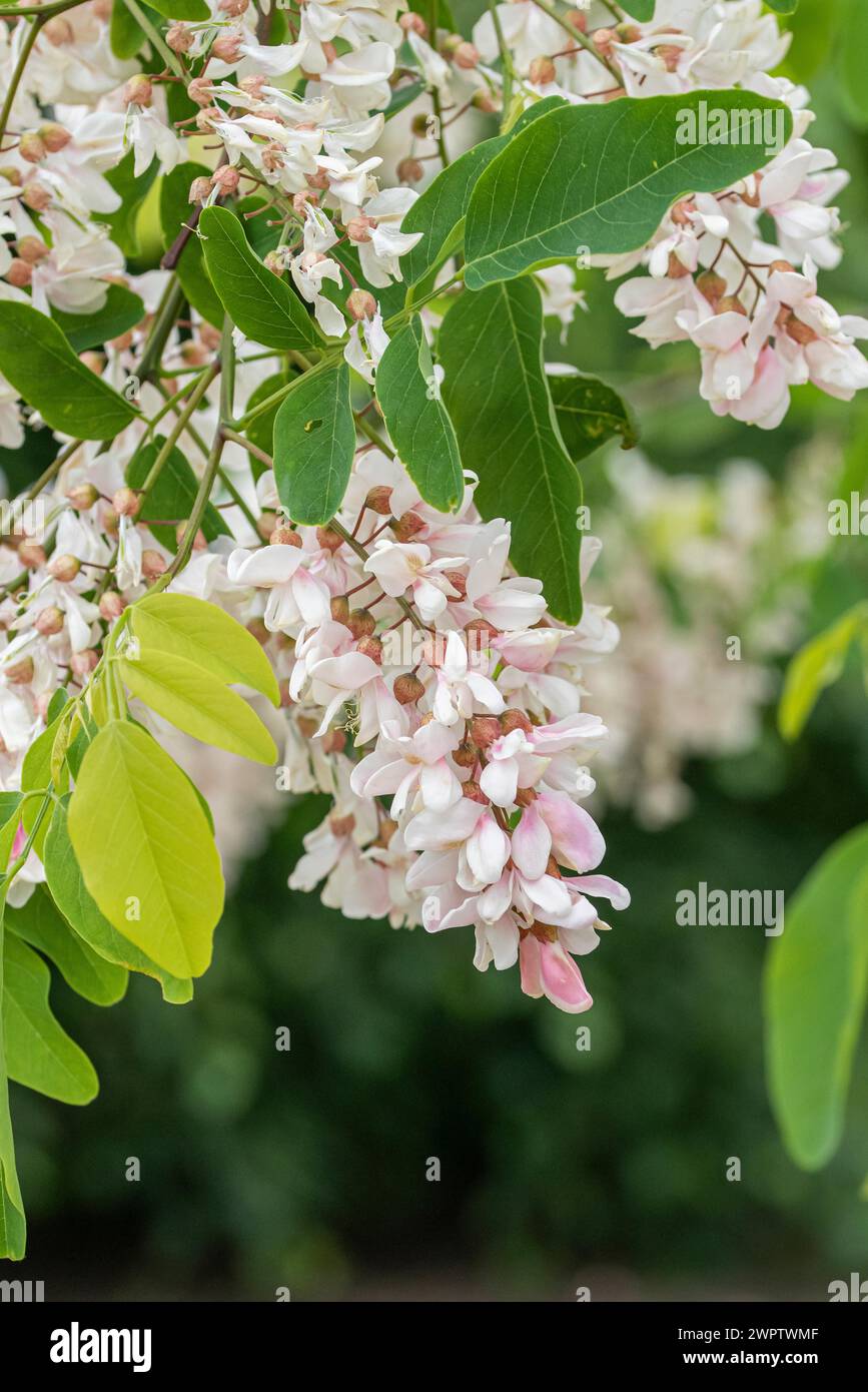 Robinia pseudoacacia unifoliola Banque de photographies et d’images à ...