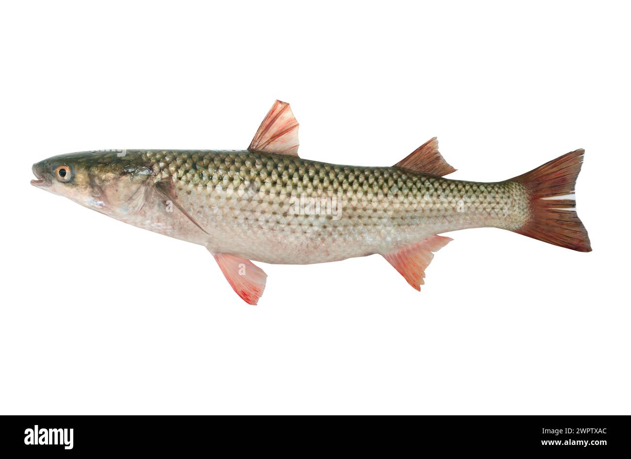 Sauter le mulet Banque d'images détourées - Alamy