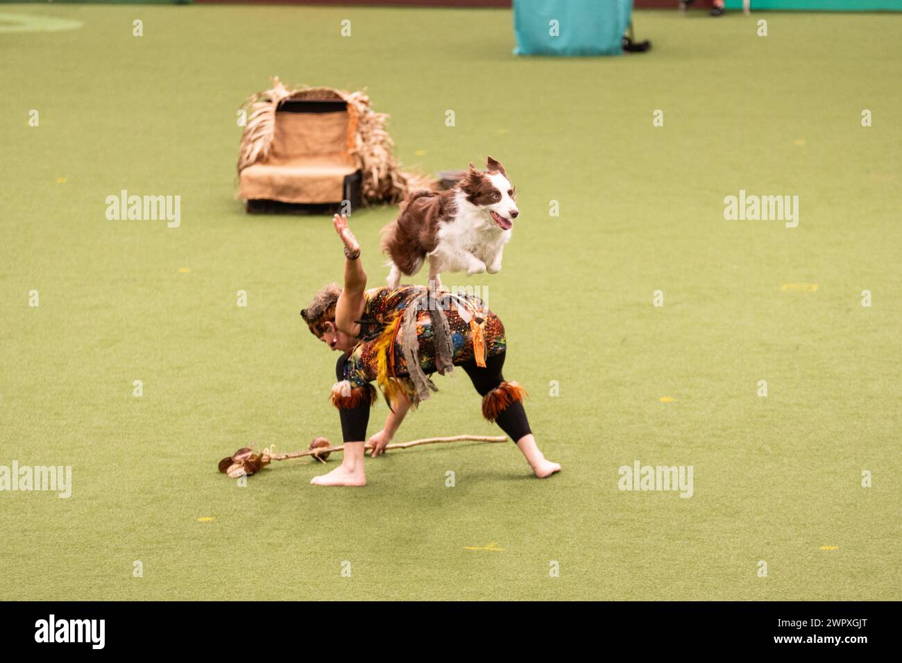 Crufts 2024 genting arena Banque de photographies et d’images à haute ...