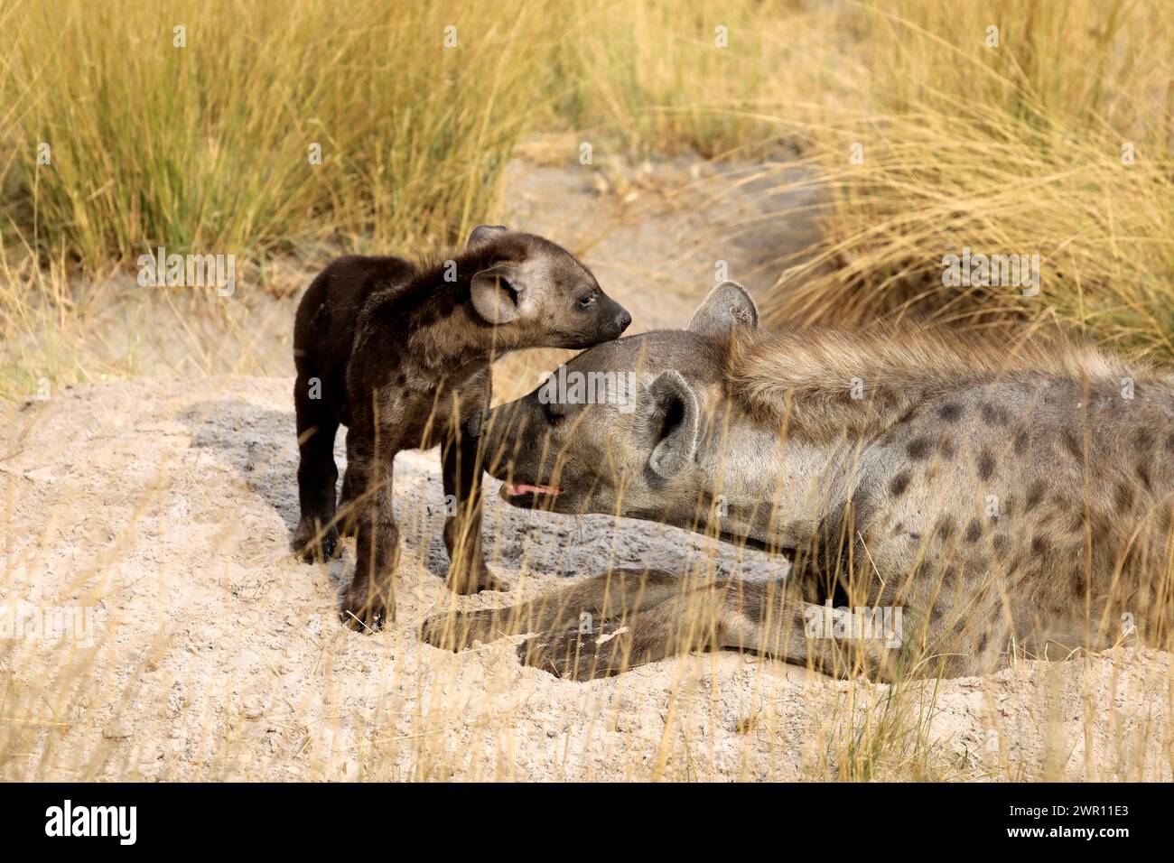 Baby hyena Banque de photographies et d’images à haute résolution - Alamy