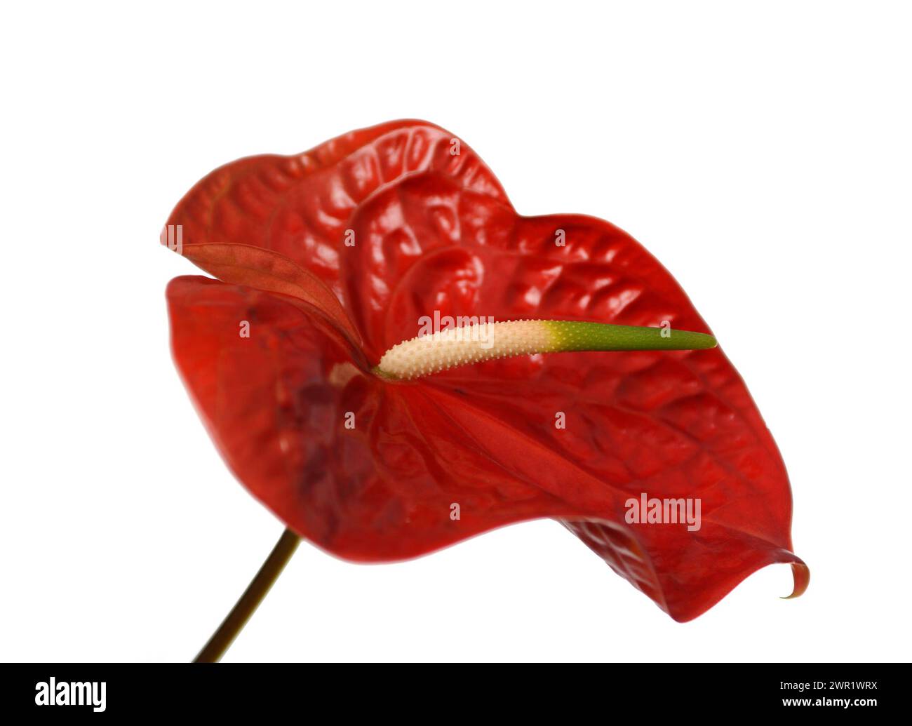 Flore madère Banque d'images détourées - Alamy