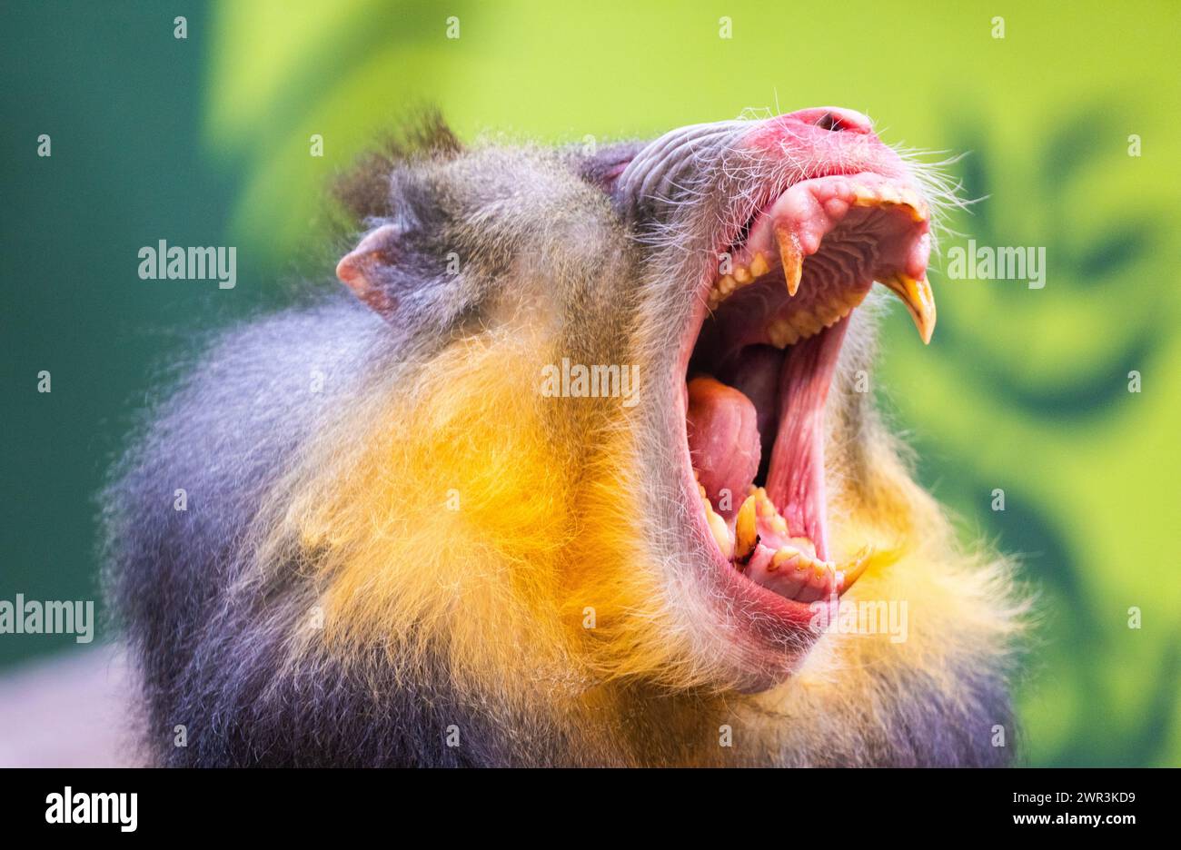 Male mandrill Banque de photographies et d’images à haute résolution ...