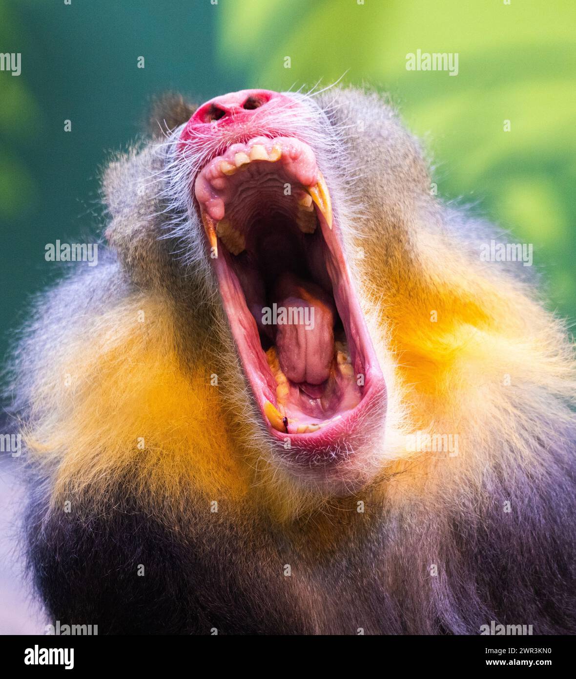 Male mandrill Banque de photographies et d’images à haute résolution ...