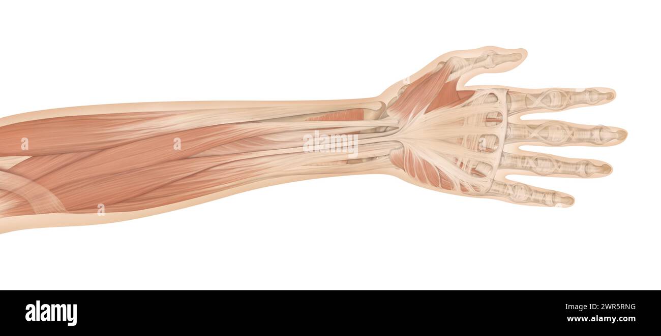 Muscles de l'avant bras humain Banque de photographies et d’images à ...