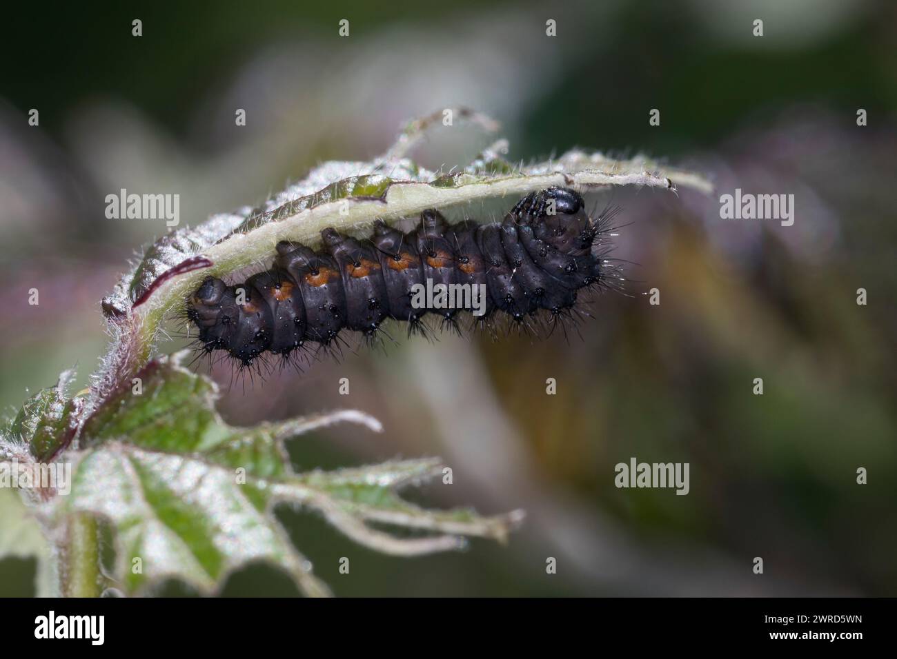 Chenilles de papillon empereur Banque de photographies et d’images à ...