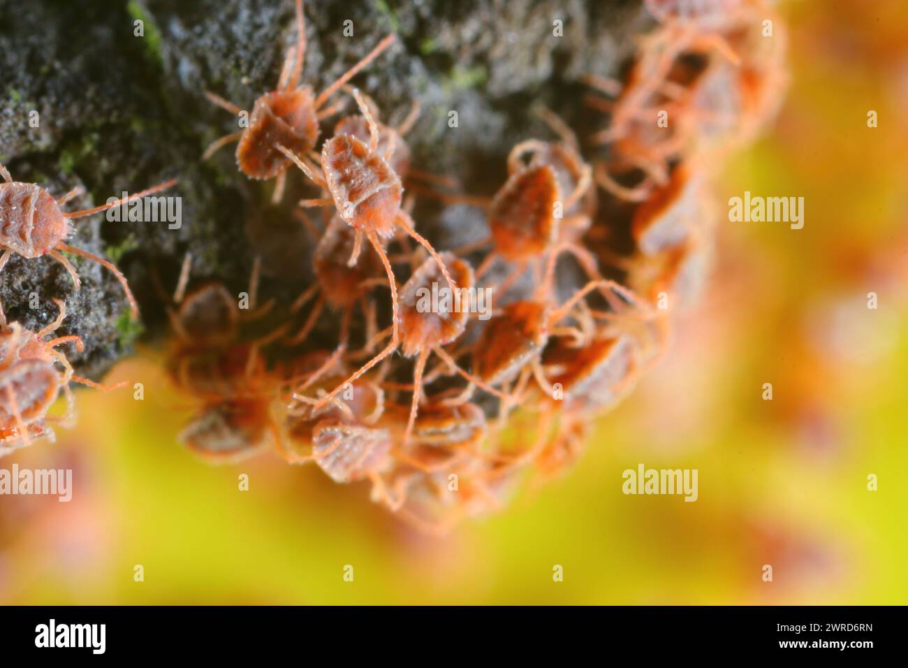 Morsure de tique Banque de photographies et d’images à haute résolution ...