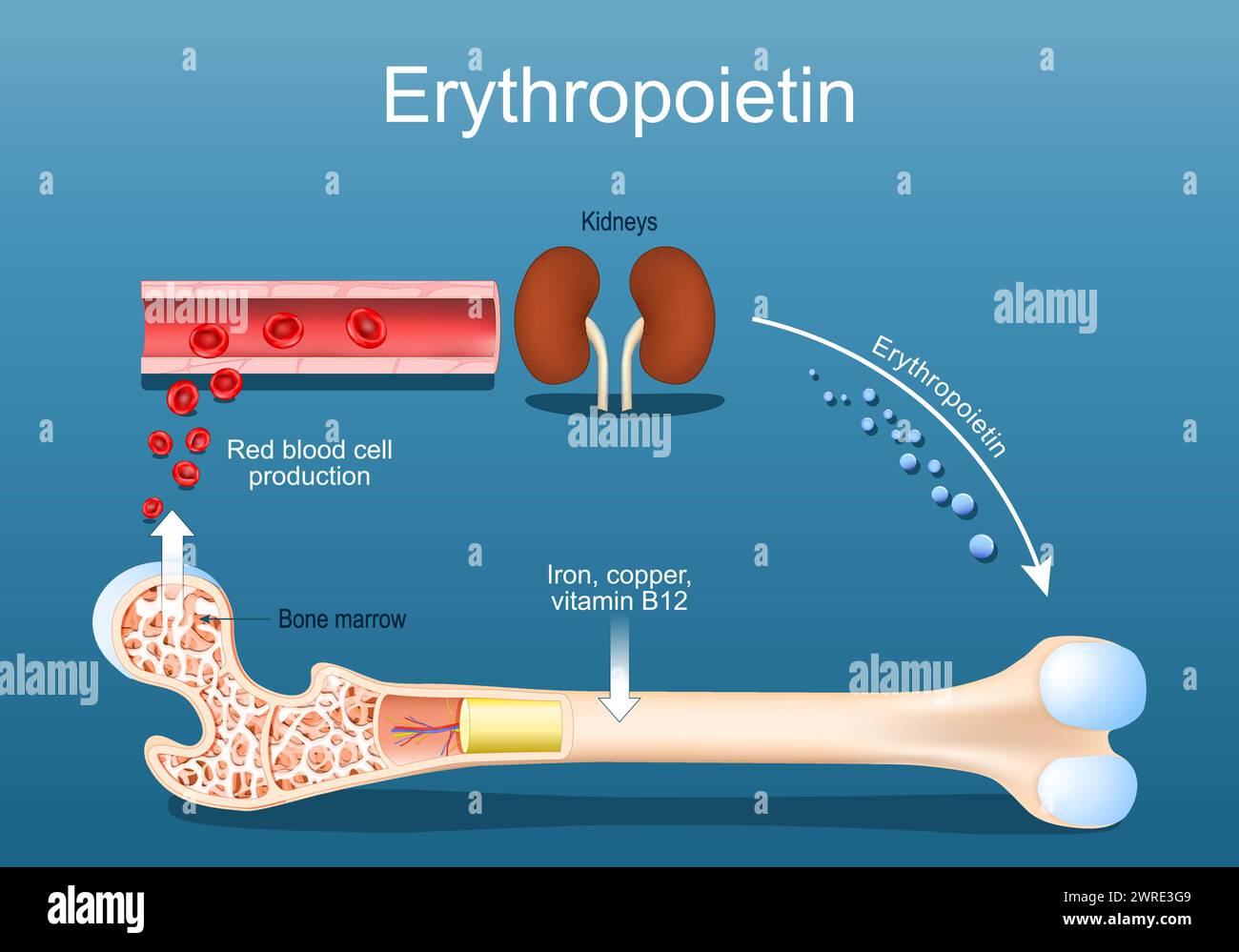 L'érythropoïétine. Stimulation de la moelle osseuse pour la production ...