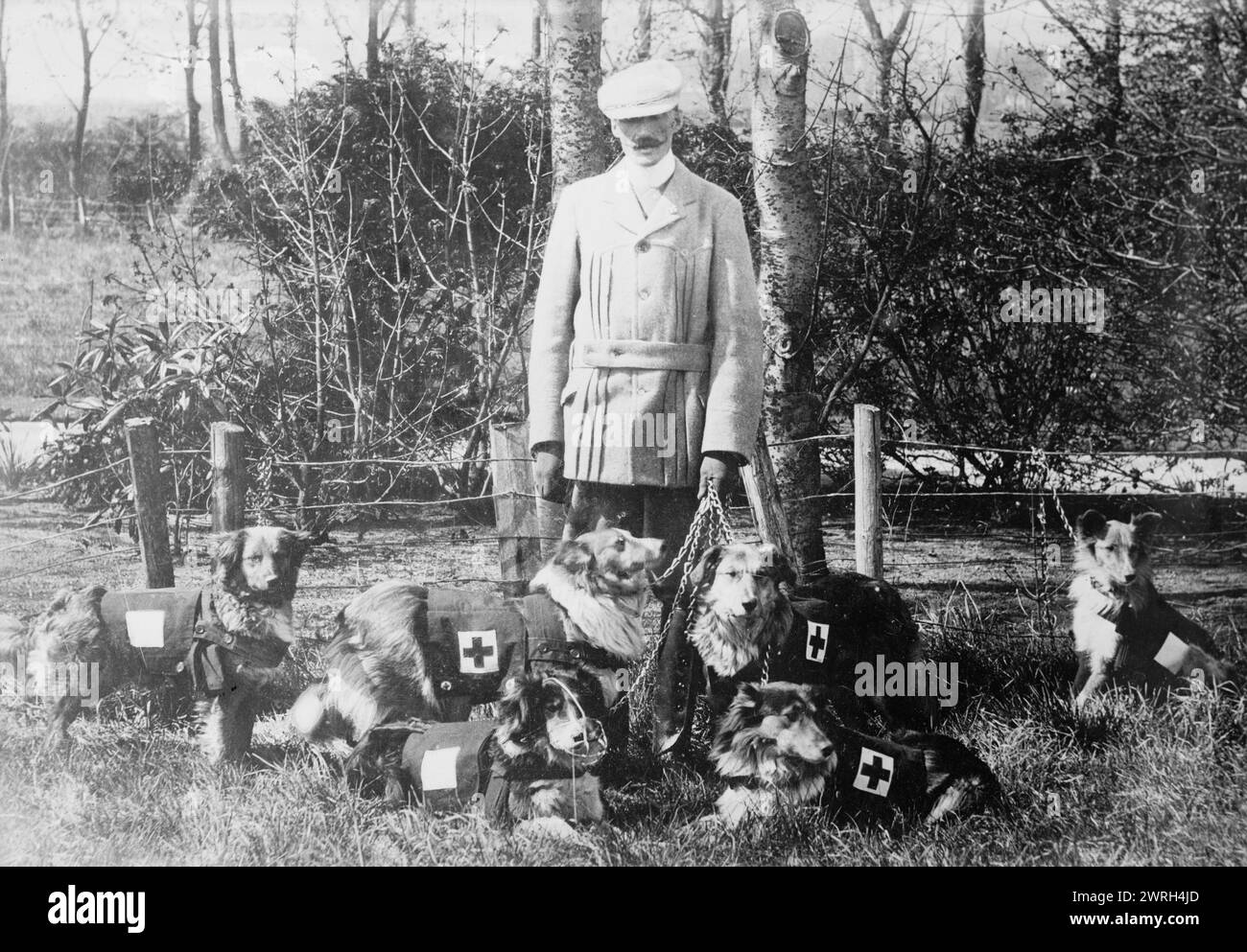 Chiens de guerre de la croix rouge Banque d'images noir et blanc - Alamy