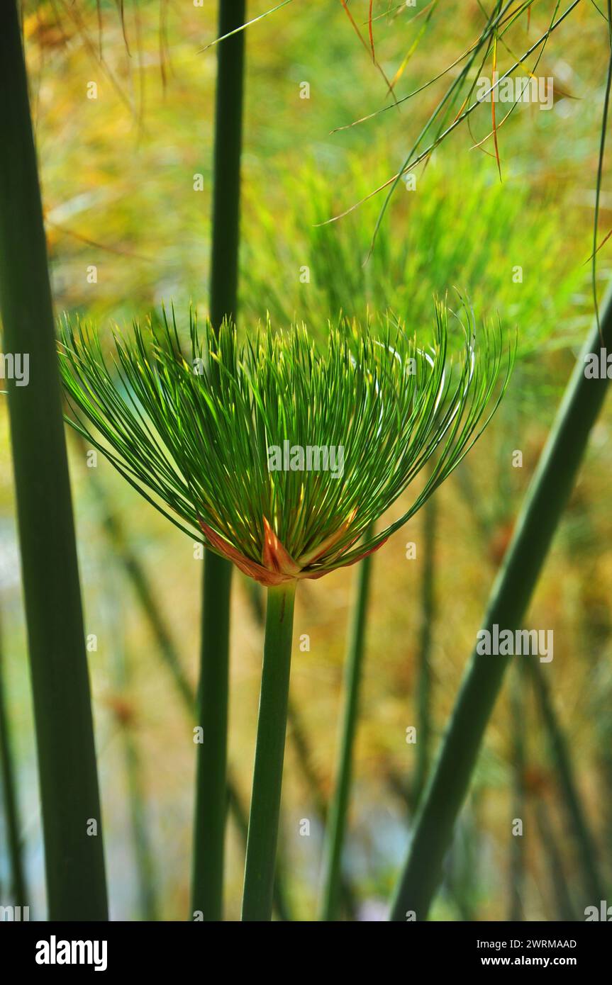Egypt cyperus papyrus Banque de photographies et d’images à haute ...