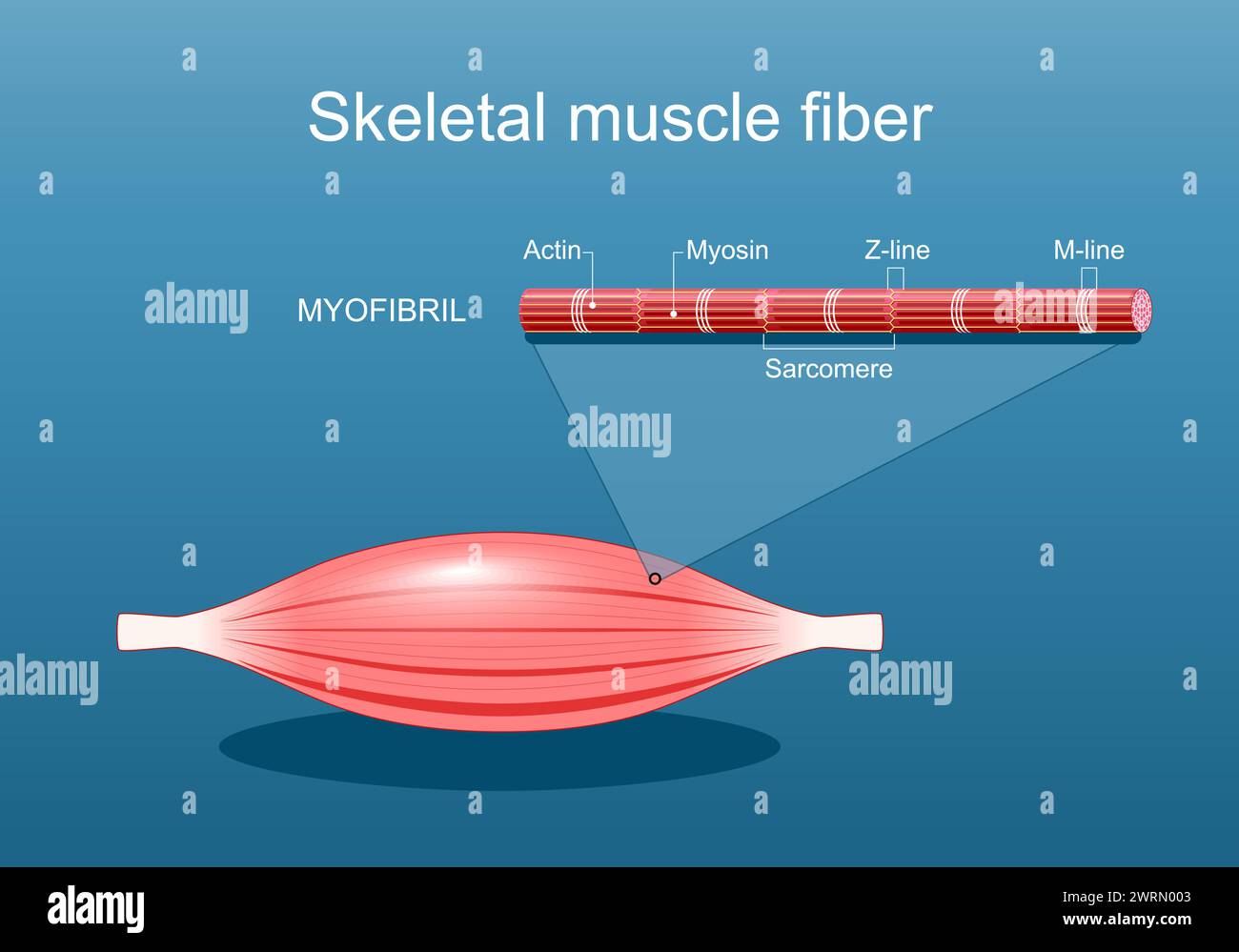 Anatomie d'une fibre musculaire squelettique. La structure des ...