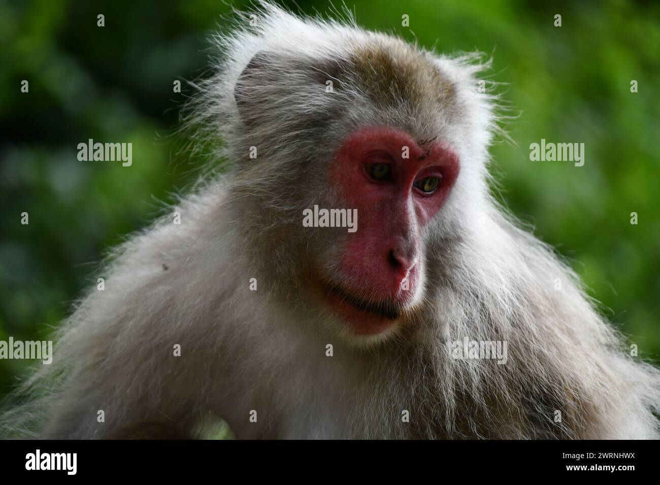 Faune selvatica Banque de photographies et d’images à haute résolution ...