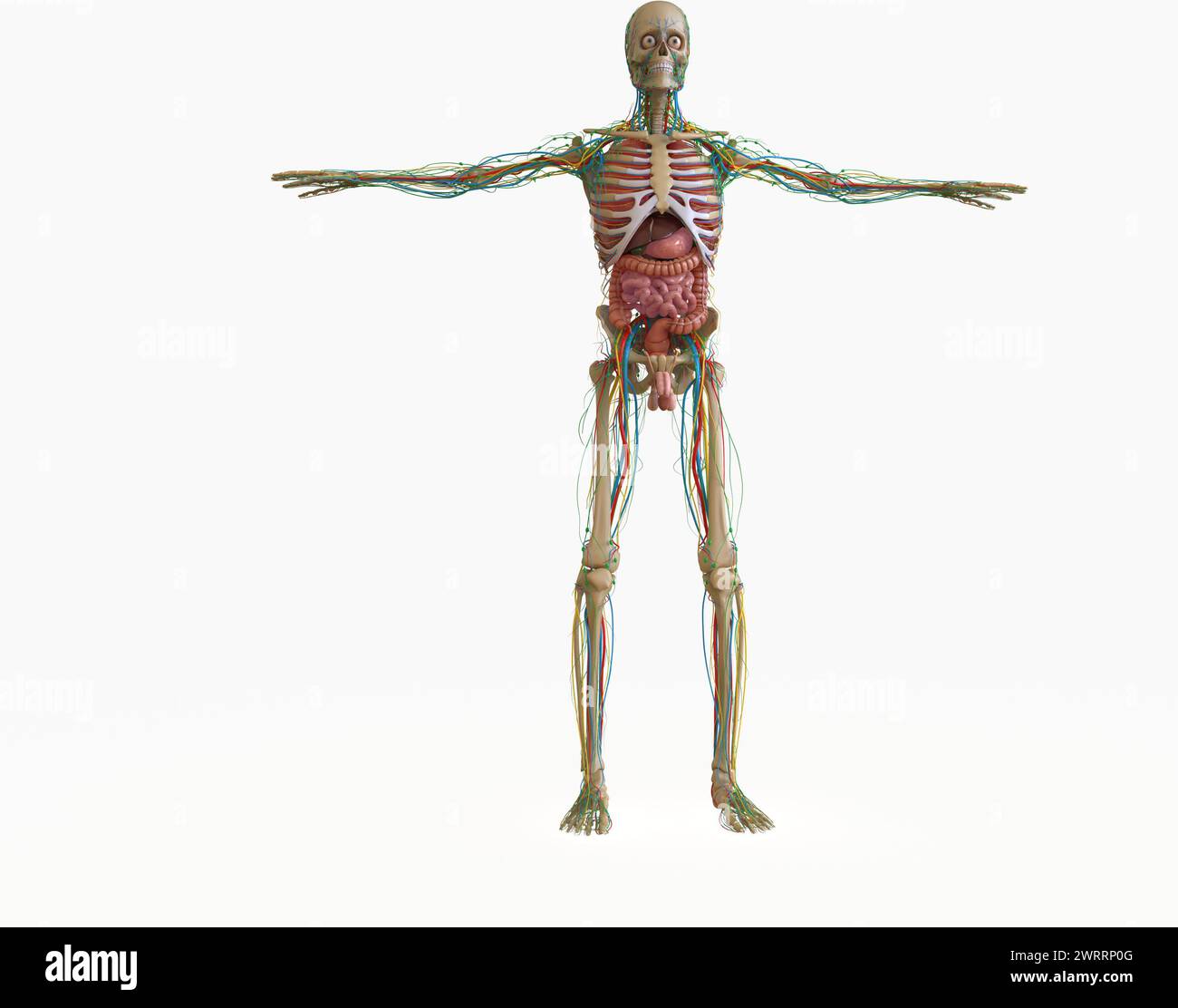 Anatomie du système digestif humain intestin grêle pour concept médical ...