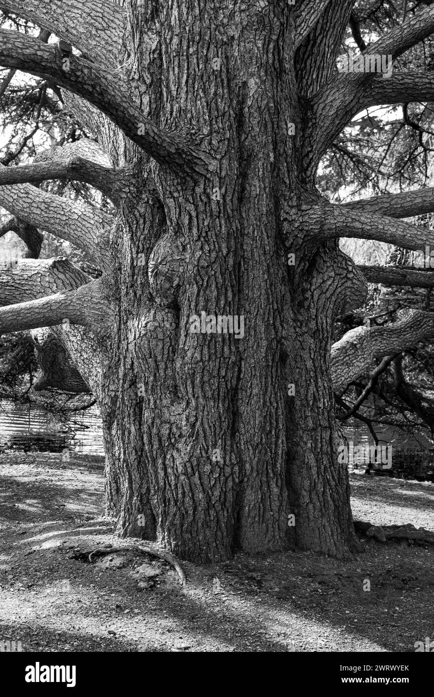 Lebanese tree Banque d'images noir et blanc - Alamy