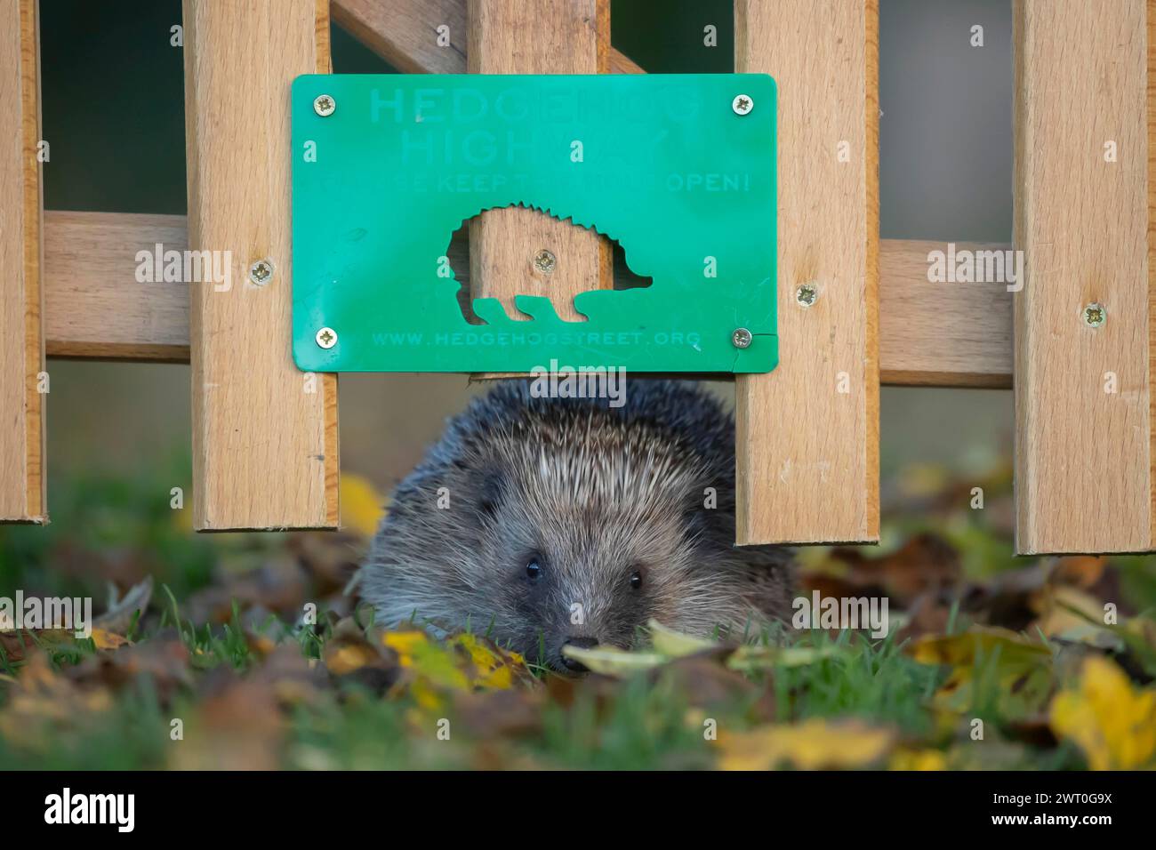 Trou de hérisson dans jardin Banque de photographies et d’images à ...