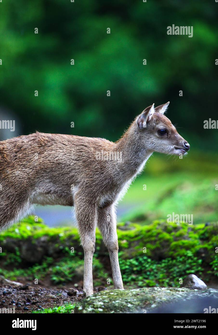 Cisarua safari park Banque de photographies et d’images à haute ...