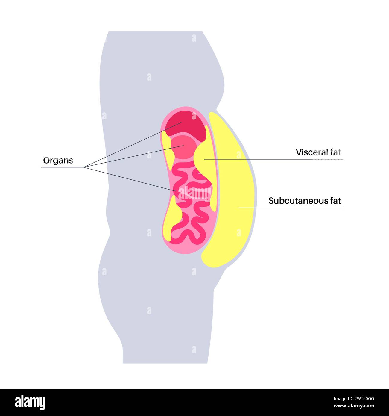 Organes abdominale féminine Banque d'images détourées - Alamy