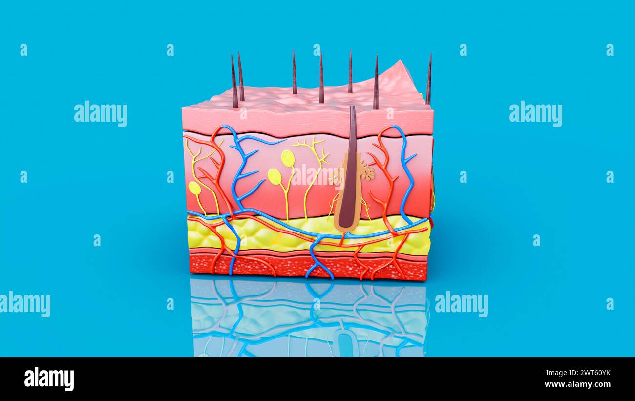 Illustration montrant l'anatomie de la peau humaine. Les couches ...