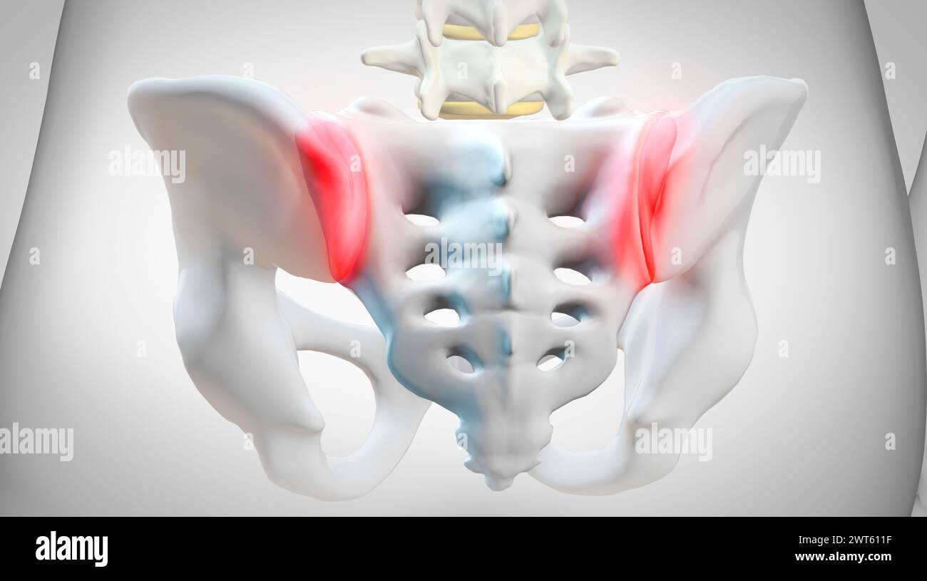 Articulations sacro iliaques 3d Banque de photographies et d’images à ...