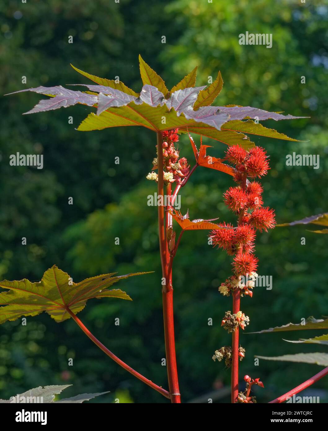 Ricin ou ricinus ricinus communis Banque de photographies et d’images à ...