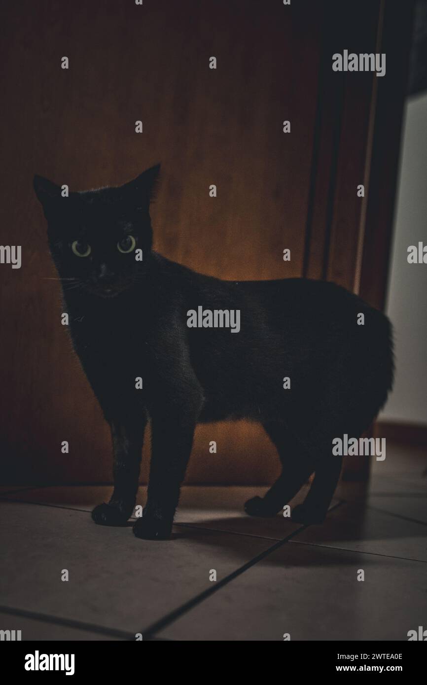 J'aime mon chat Banque de photographies et d’images à haute résolution ...