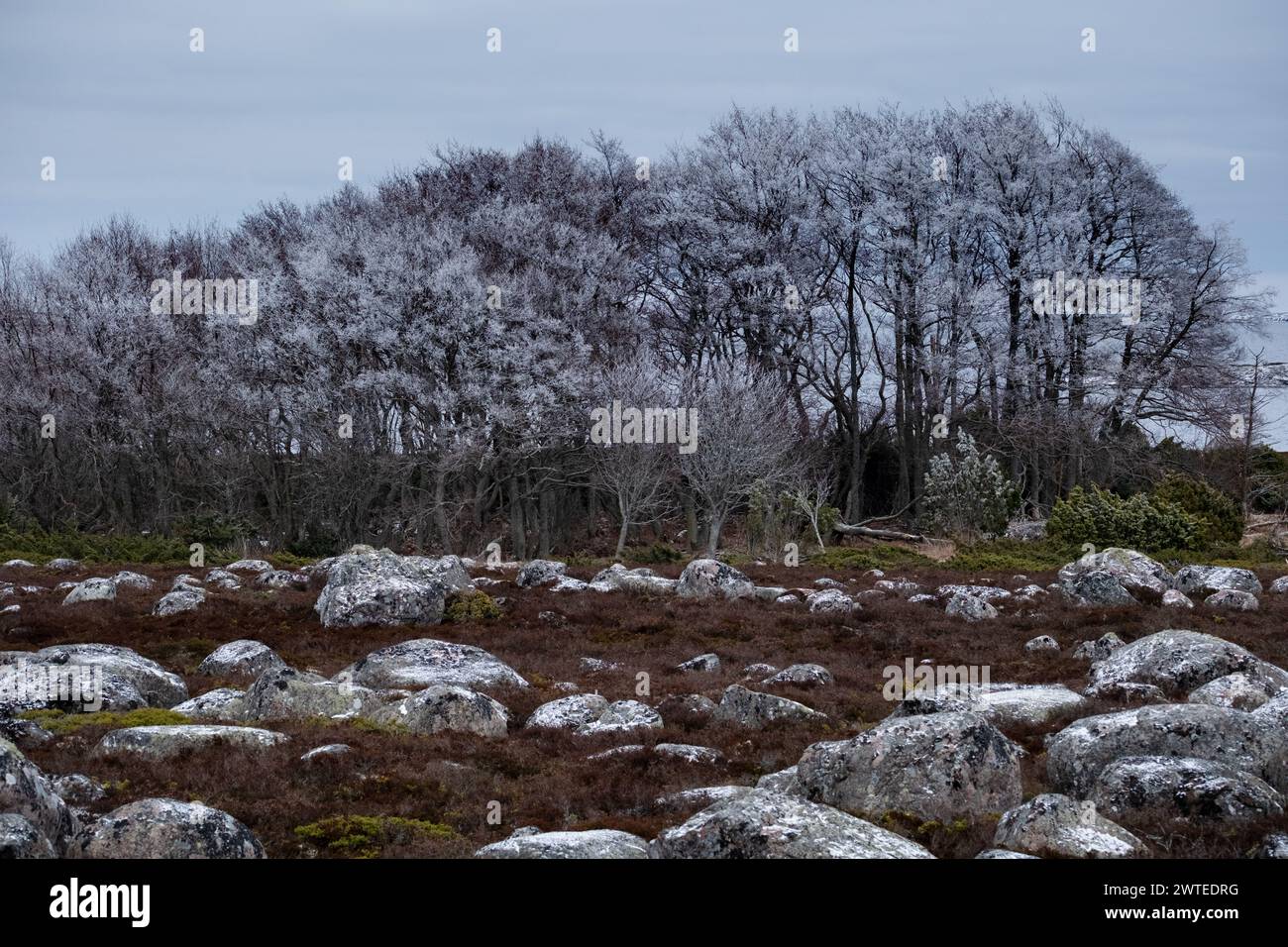 CHAMP DE ROCHES ERRATIQUES GACIAL, FORÊT DE GLACE, JURMO, ÎLE LOINTAINE ...